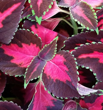 COLEUS KINGS TORCH 50 - Nursery Digital