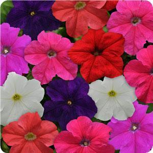 PETUNIA PRETTY GRAND GRANDIFLORA MIX 250 - Nursery Digital
